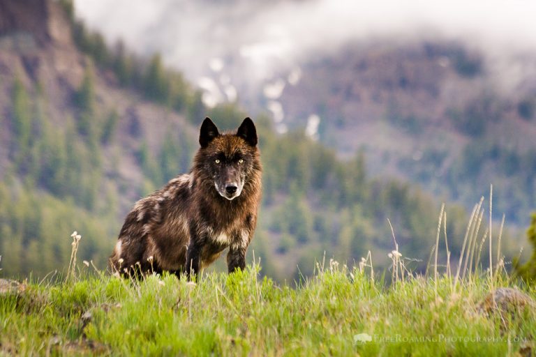 Black Wolf in the Lamar Valley of Yellowstone National Park