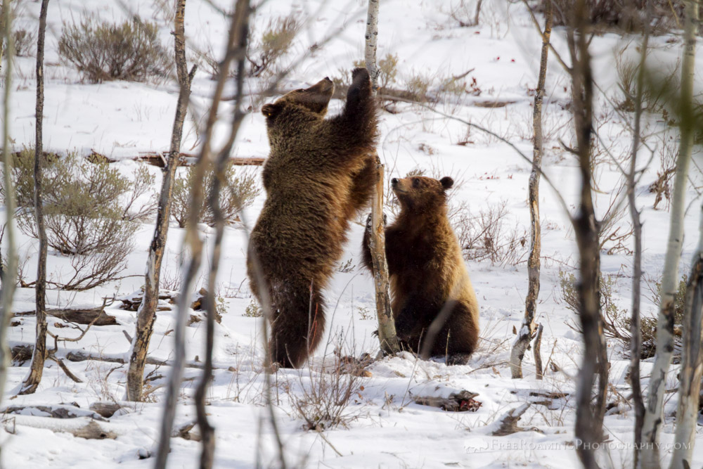 Grizzly Bear and Cub on Aspen Tree - Free Roaming Photography