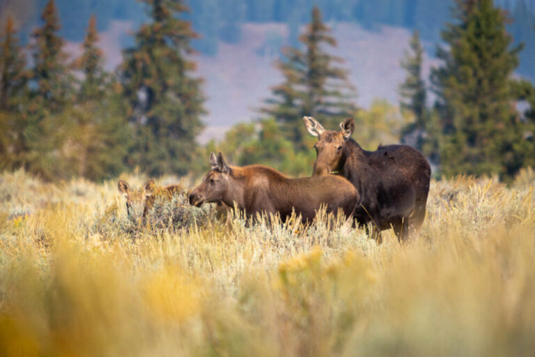 Where to Find Moose in Grand Teton NP - Free Roaming Photography